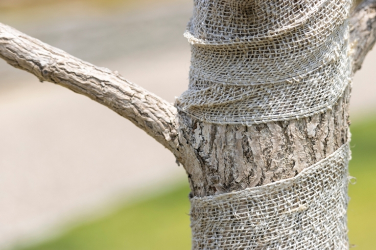 Trunk Wrapping Trees in The Winter: Why it's Important