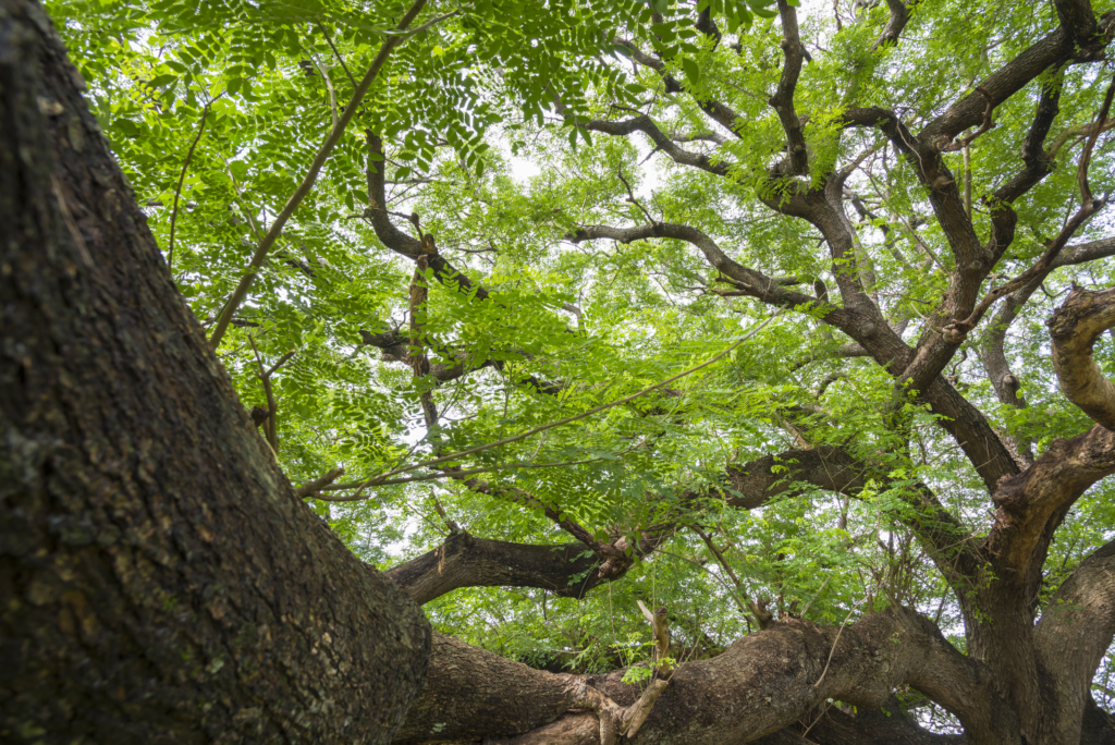 Denver Tree Encyclopedia - Honeylocust