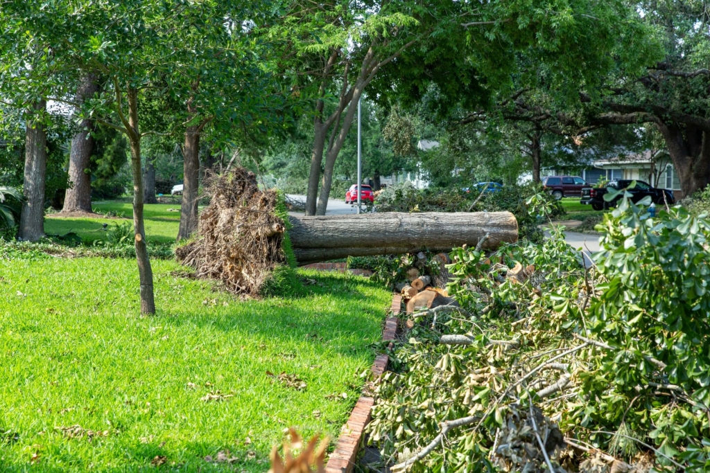 Tree Removal Denver | 100% Safe & Reliable | American Arbor Care